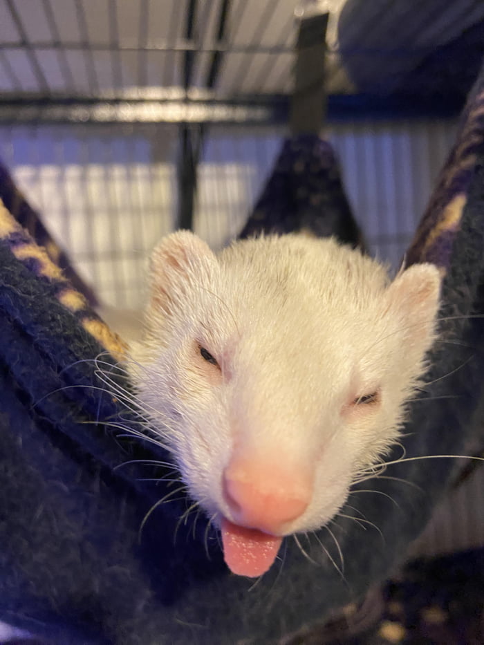 Sleepy ferret blep - 9GAG