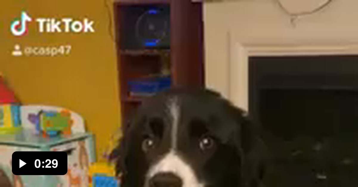 Talking dog does smush face. Who wants to kiss him? - 9GAG