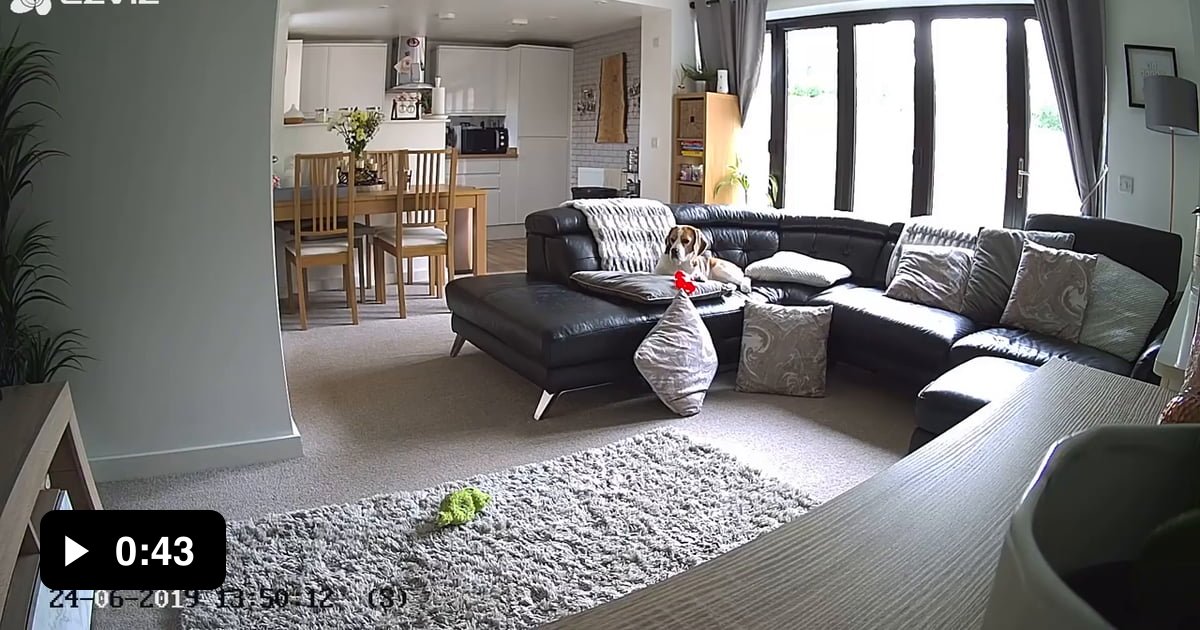 Dog overreacts to dropping toy - 9GAG