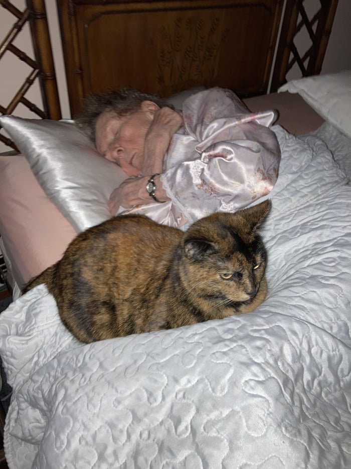 Special agent meow keeps eagle grounded. - 9GAG