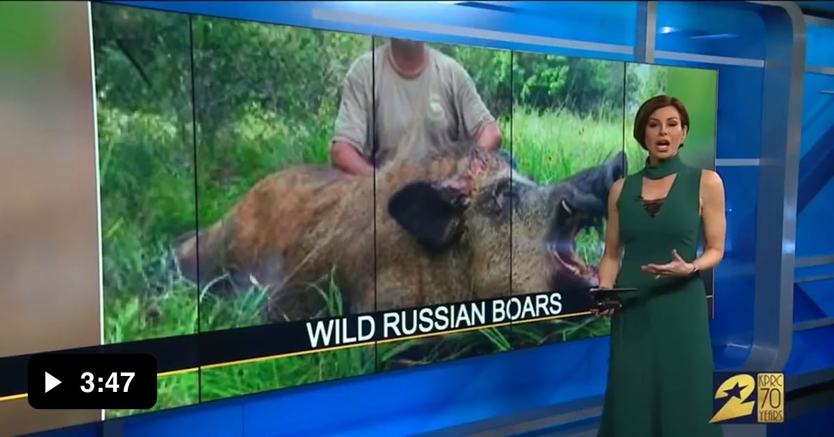 Russian Pigs invade Texas - 9GAG