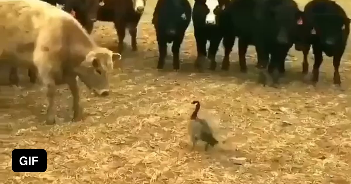 This goose not backing down from cows - 9GAG