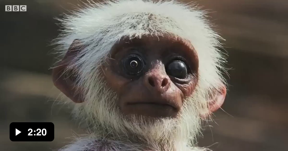 This fake monkey was placed amongst others, and once the real monkeys ...