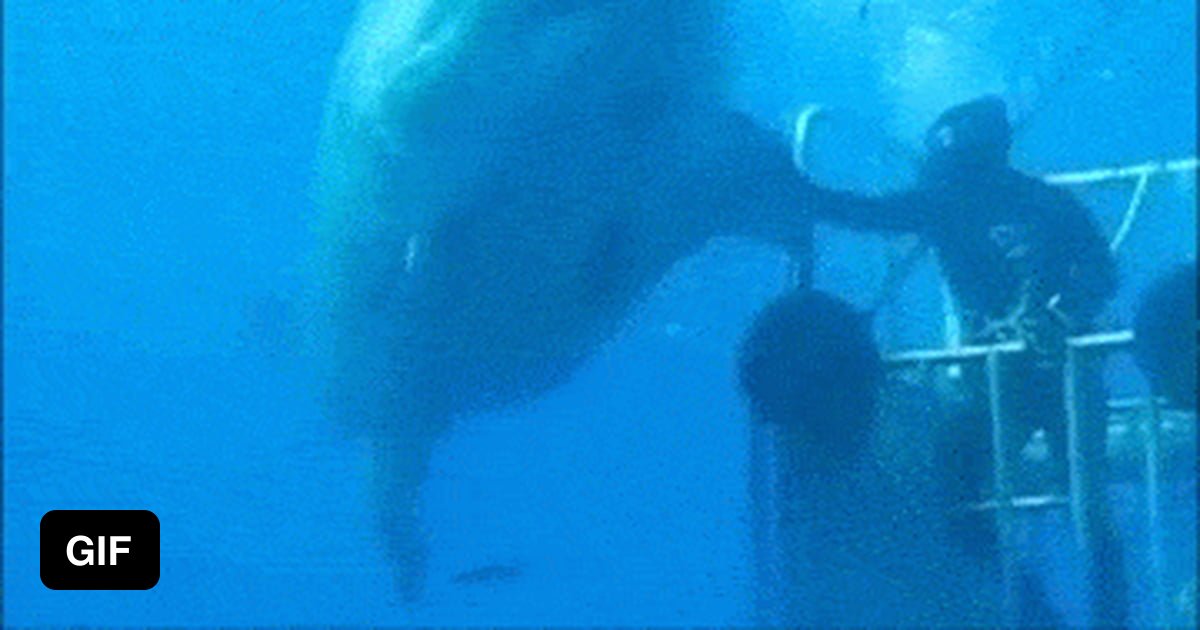 This is the biggest Great White Shark on record, named Deep Blue ...