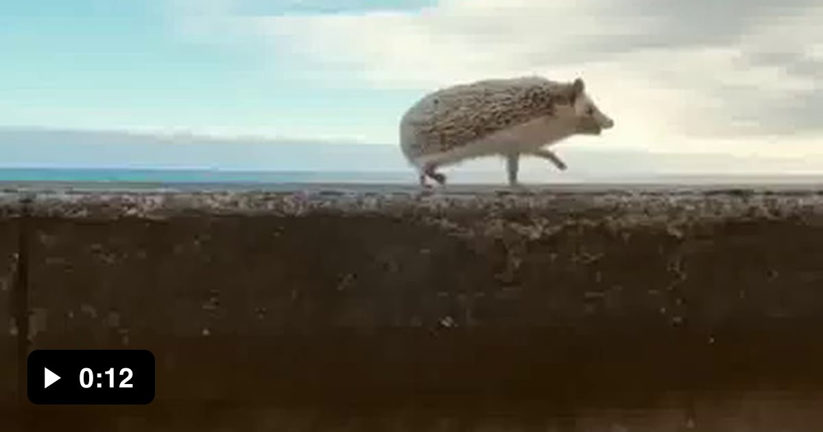 Gotta Go Fast Taps. - 9GAG