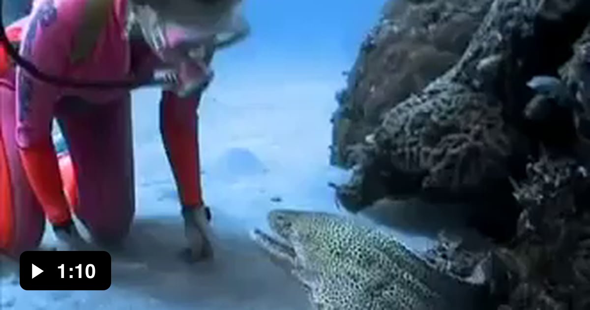 A Moray Eel And Diver Who Have Been Friends For Years 9gag