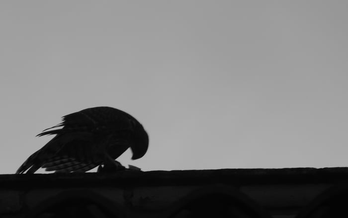 Some kind of hawk eating a bat outside my house in Mexico. - 9GAG