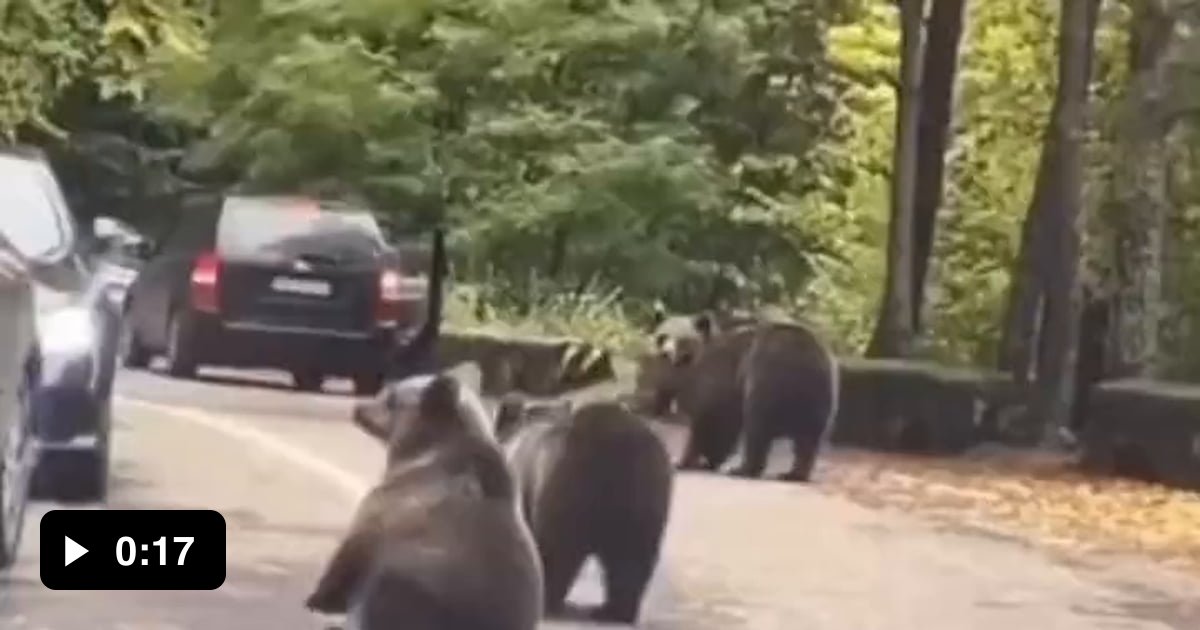 High fiving the bear - 9GAG