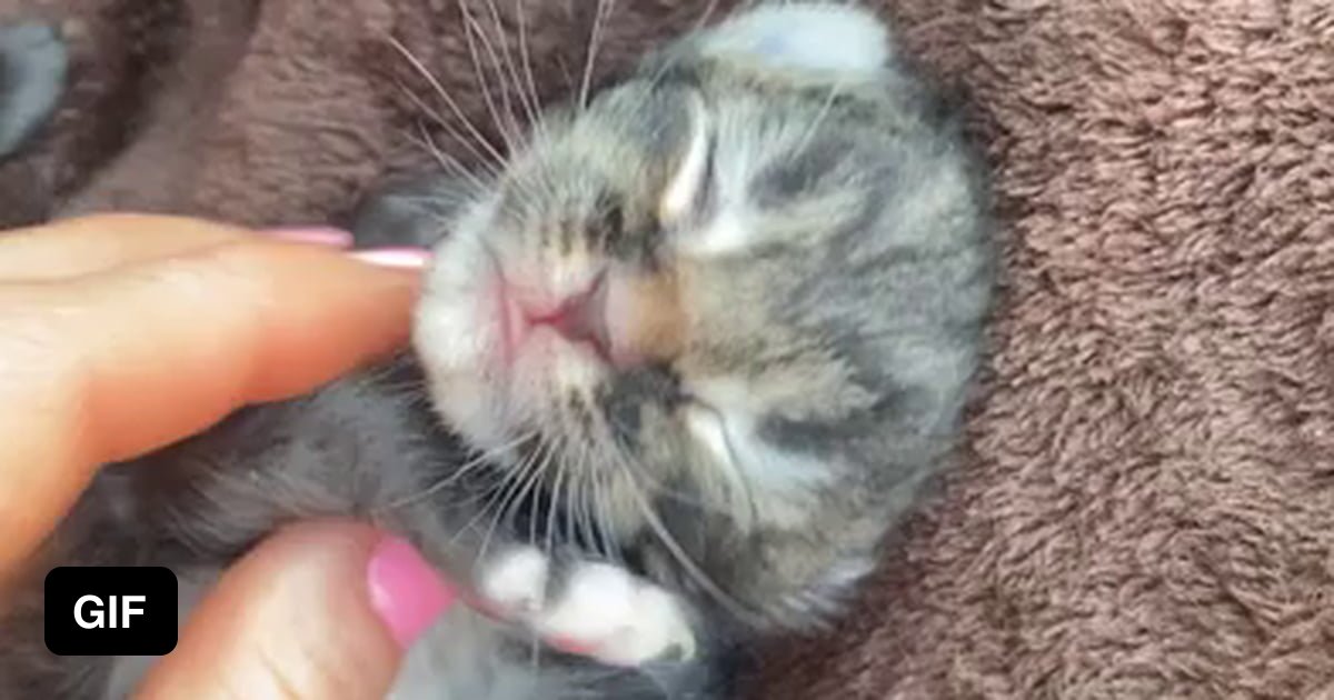 A week old, seeing the world for the first time and loving scritches ...