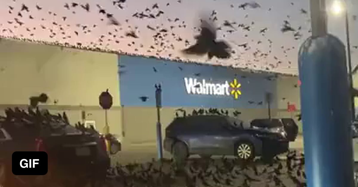 Texas Walmart Overrun by Thousands of Birds - 9GAG