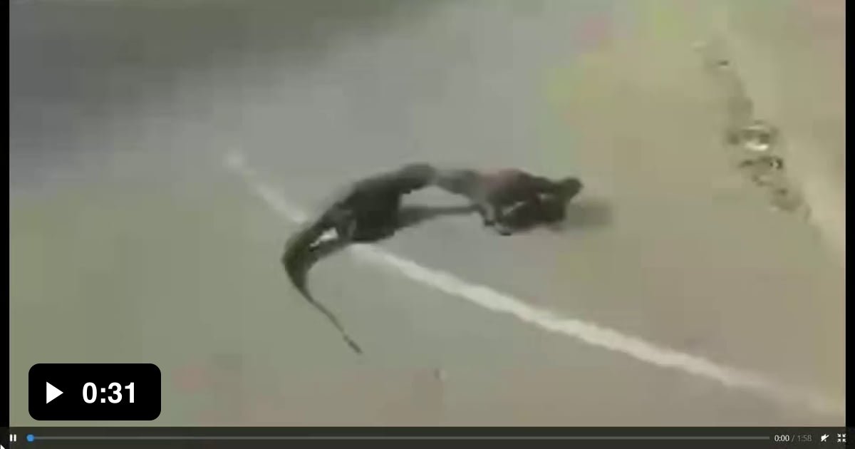 The Fighting Lizards. they fight each other until they see you... - 9GAG