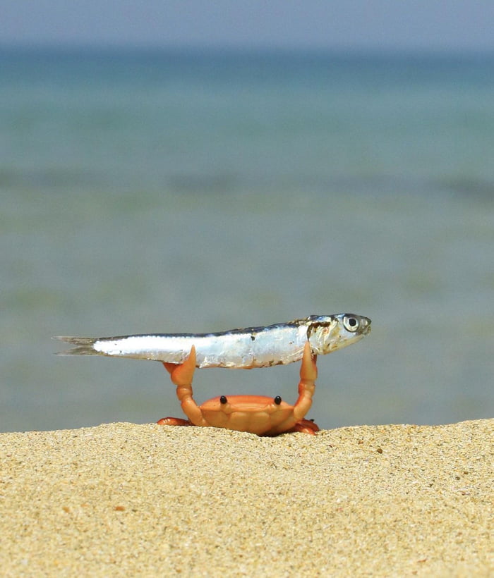 This crab working out - 9GAG