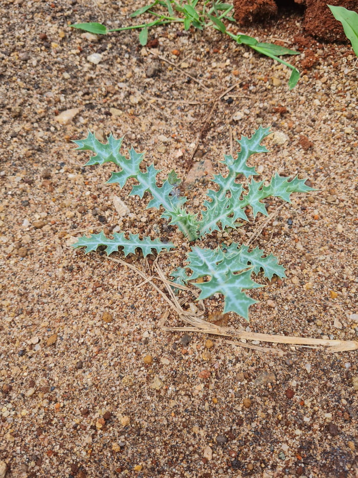 Real life Nirnroot. 2 points damage to health - 9GAG