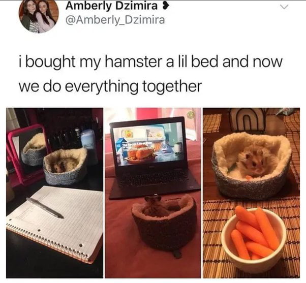 Oh to be a cute little hamster chillin in a cute little bed - 9GAG