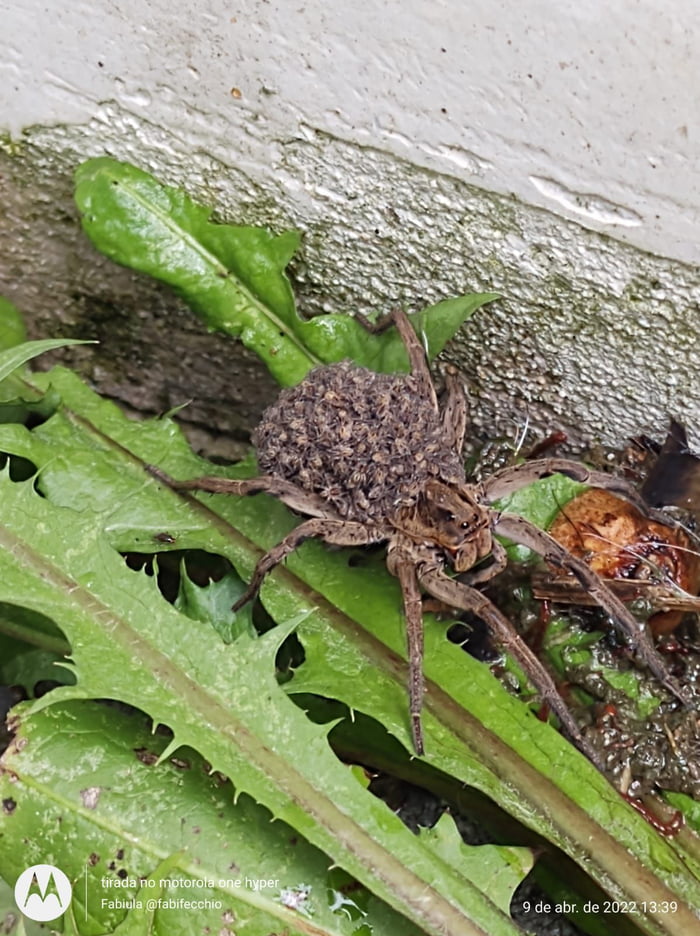 A nope with a lot of little nopes - 9GAG