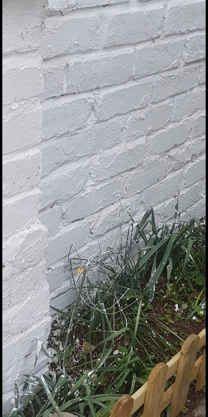 Painted the wall boss - 9GAG