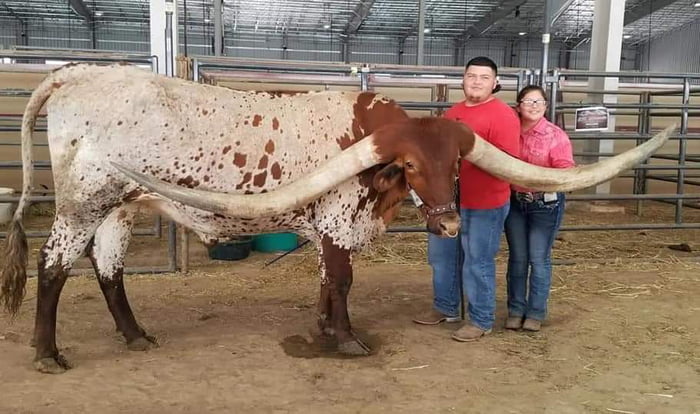 Bucklehead, a steer of Longhorn breed who currently holds the World ...