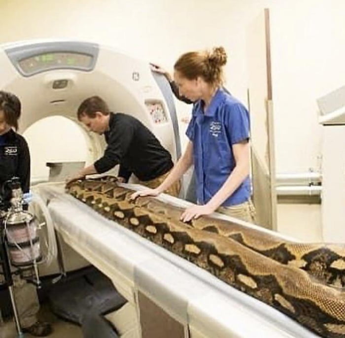 A snake getting a CT scan - 9GAG