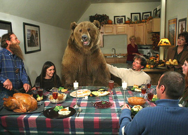 This is 'Brutus' a 800lb grizzly bear who sat down for Thanksgiving ...