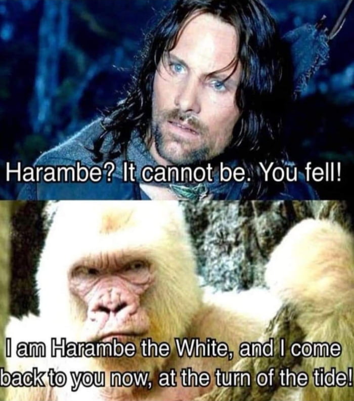 Harambe the white - 9GAG