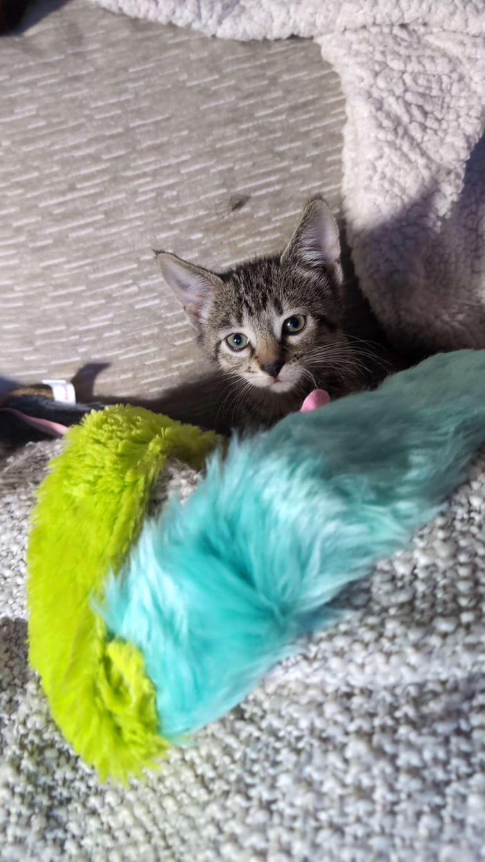 We welcomed Stella into the fold today. She's so tiny. - 9GAG