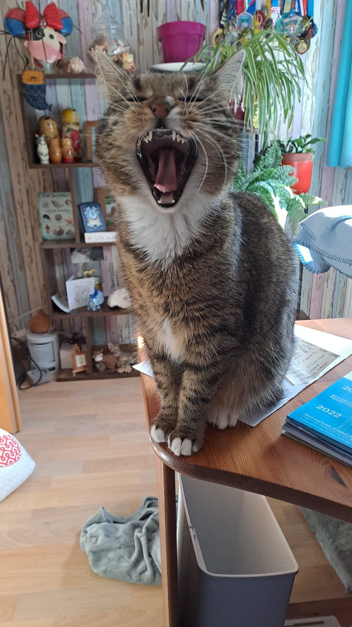 I like to think Minnie is roaring with appreciation at my quick wit and humour 😂 - 9GAG