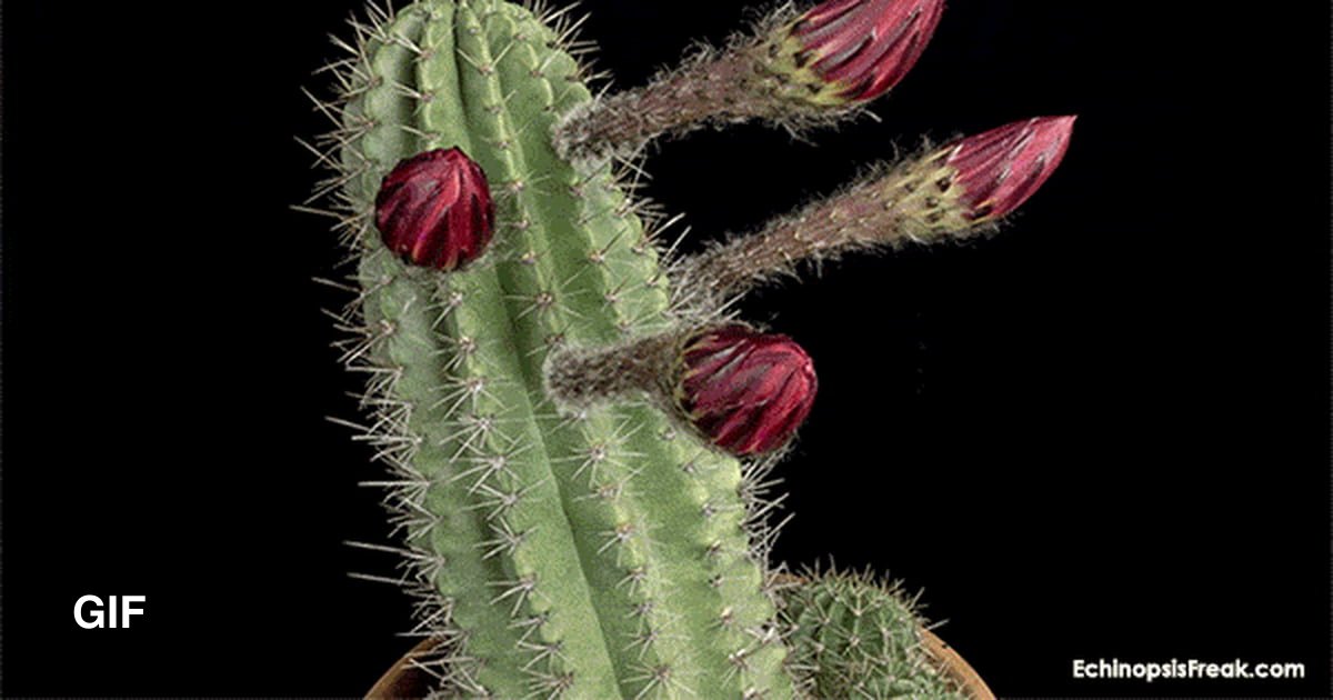 Time-lapse of cactus blooming. - 9GAG