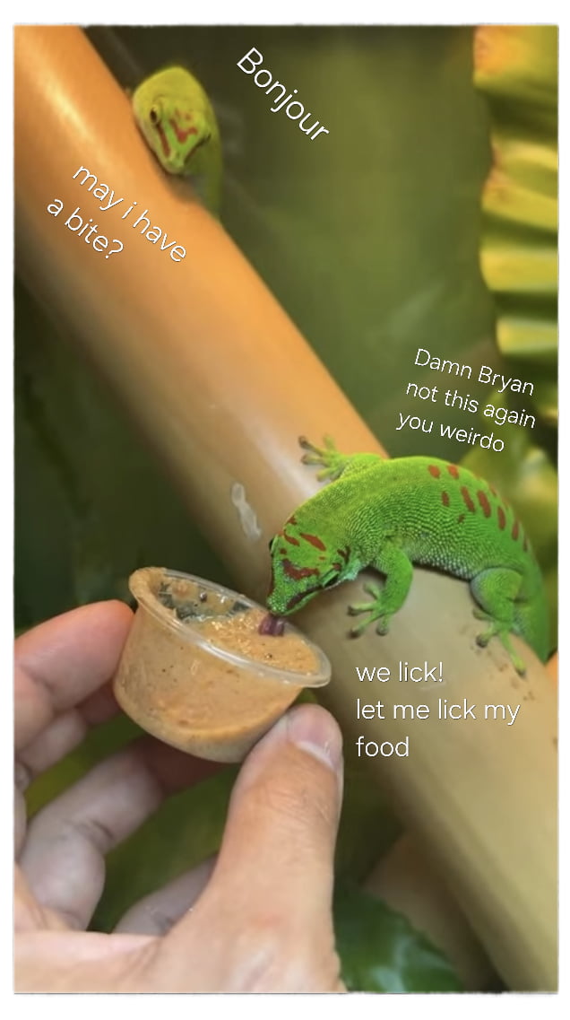 Do they only lick tho? - 9GAG