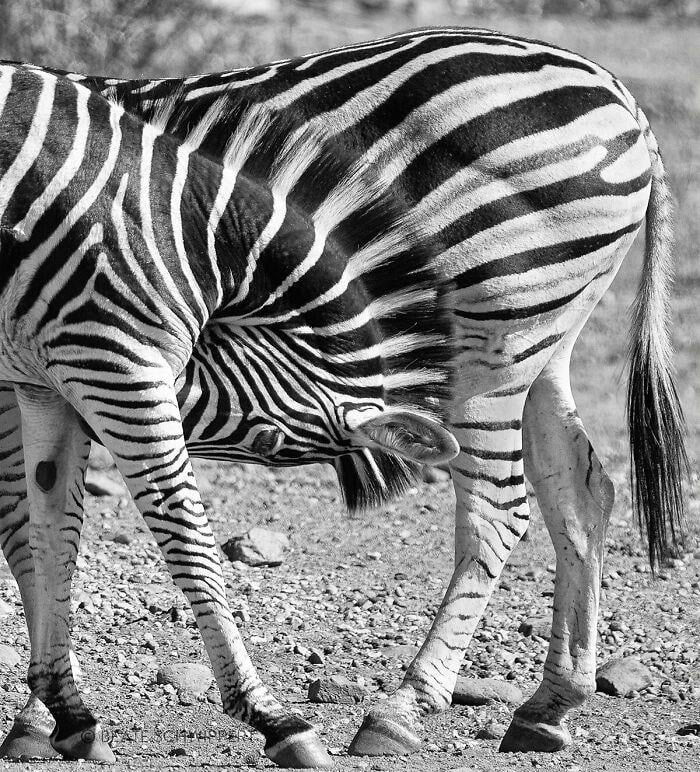 When Two Zebras Fit Together. - 9GAG