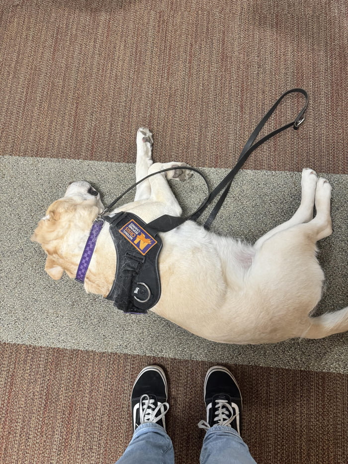 Crisis response dogs in Alaska - 9GAG