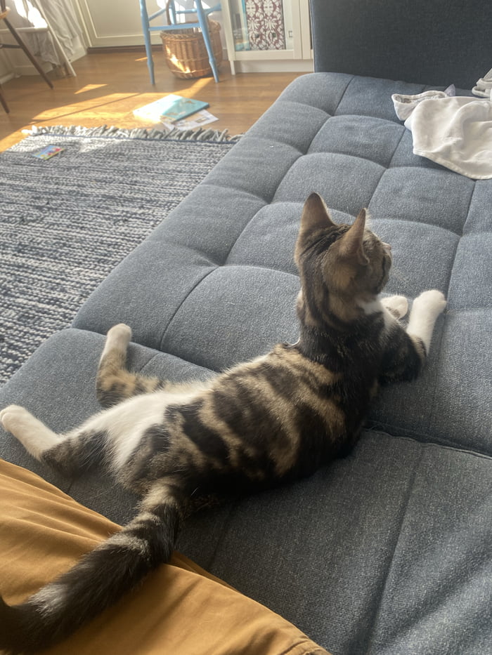 So this little fella just walked through our front door and made itself comfy. Probably 14-16 ...