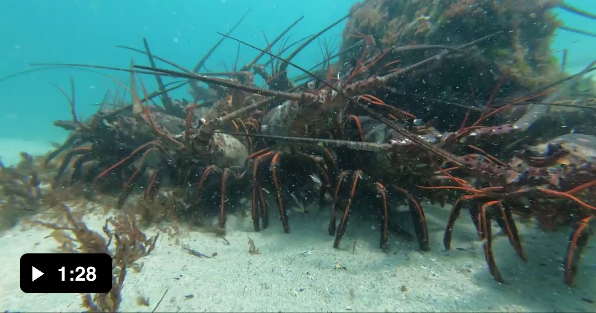 Laguna Beach Spiny Lobster Army - 9GAG
