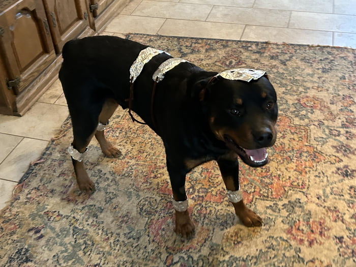 Sully, the happiest Houndour - 9GAG