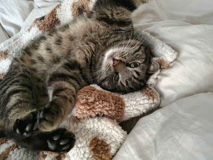 Infinite cats, here's Milo - 9GAG