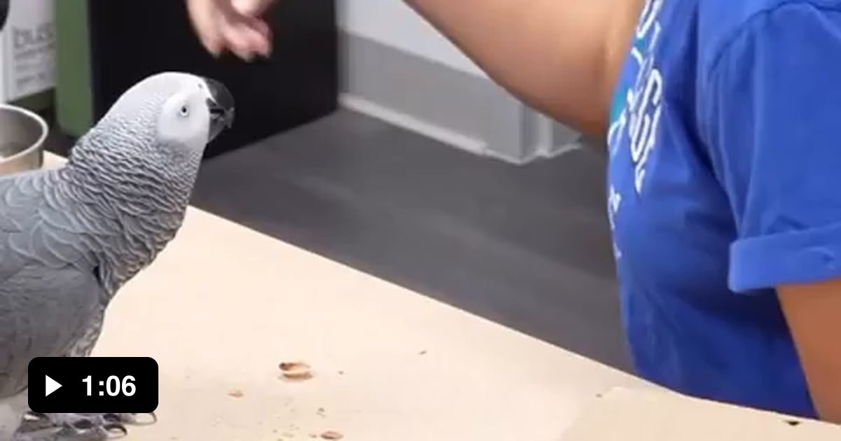 Apollo the African Grey parrot proving he did his homework - 9GAG