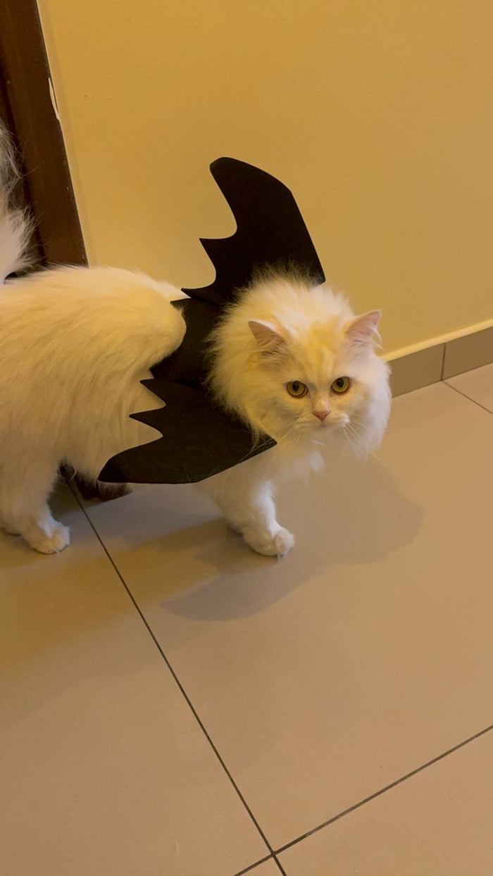 Catto is halloween ready. Might scratch your face. - 9GAG