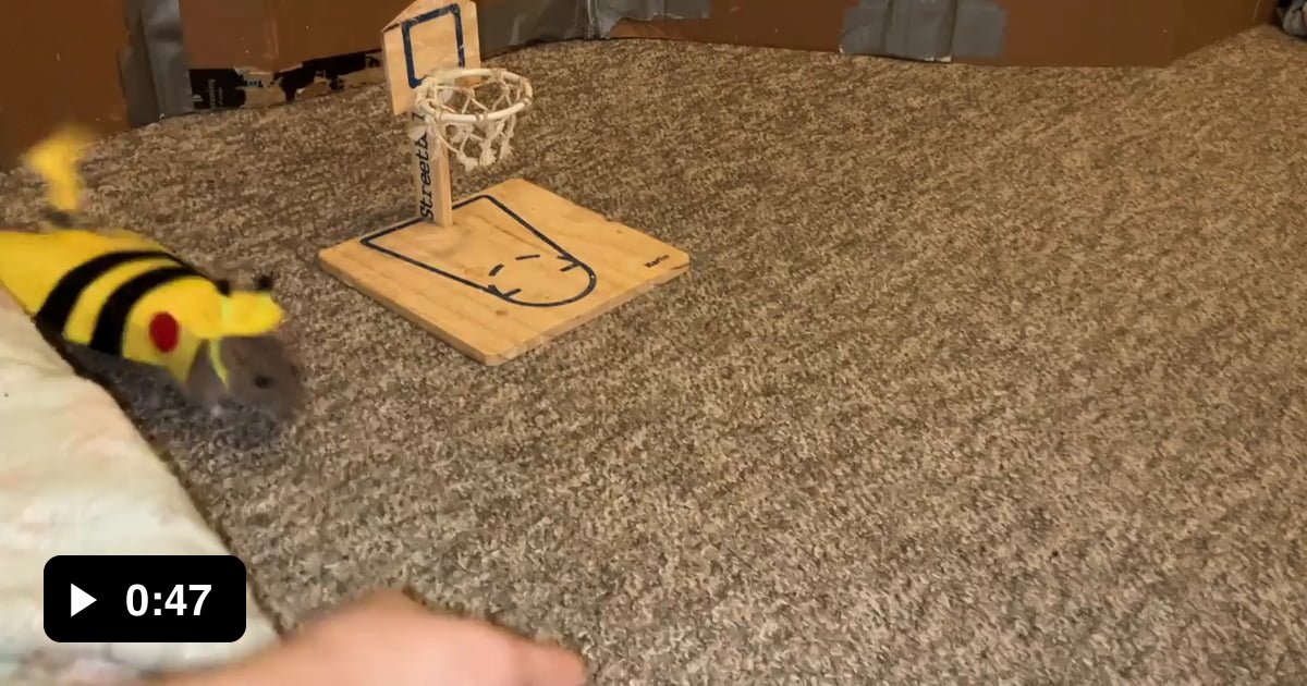 Coffee the rat doing some fun tricks in costume - rats really are some ...