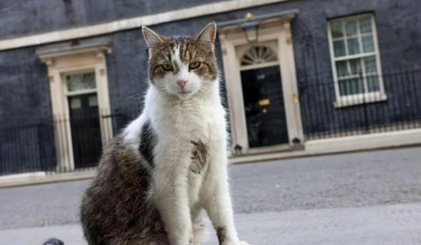 Larry the Cat, the UK's top mouser, has held his position through six ...