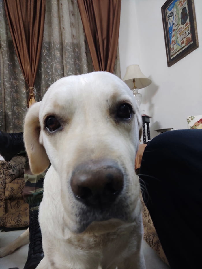 Today marks 3 years since this boy breathed his last. I miss you, Bolt. Hope you're happy ...