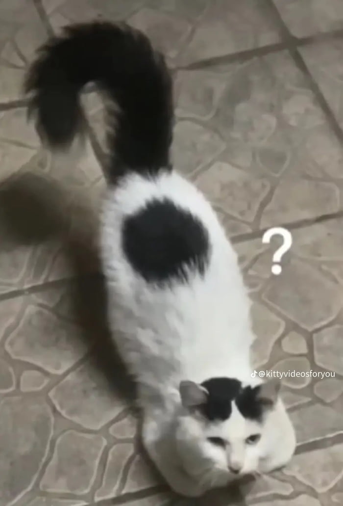 Goofert the Question Mark Cat, bringer of questions - 9GAG