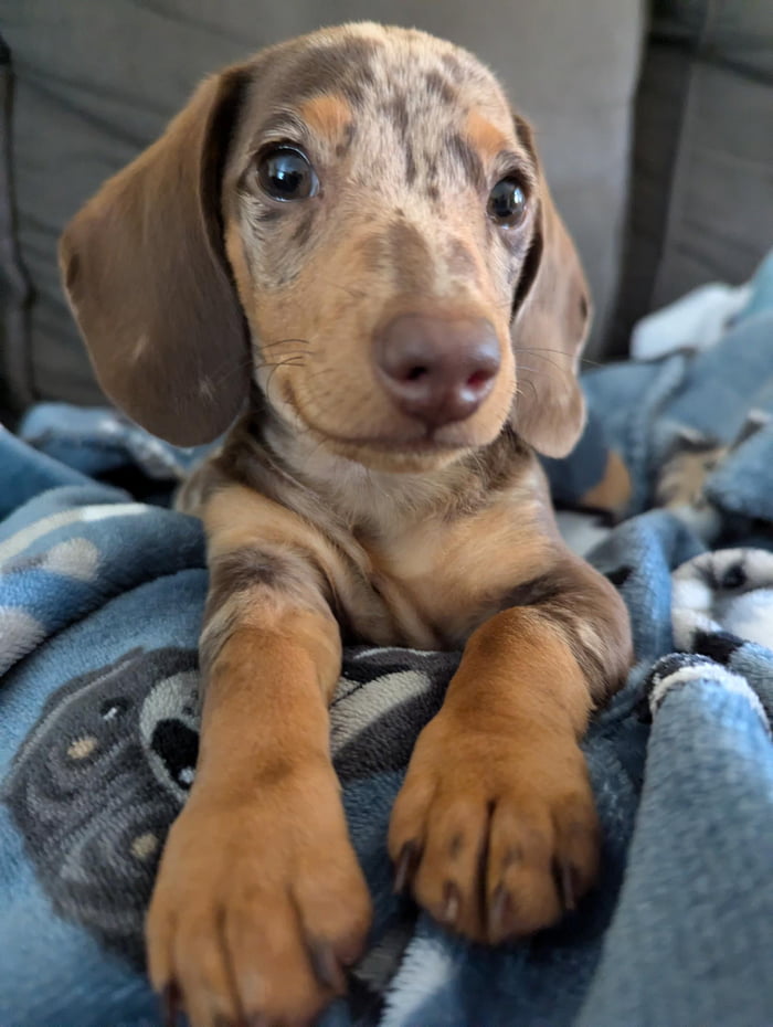 Peanut Butter is back and you aren't ready for her tiny smirk!! - 9GAG