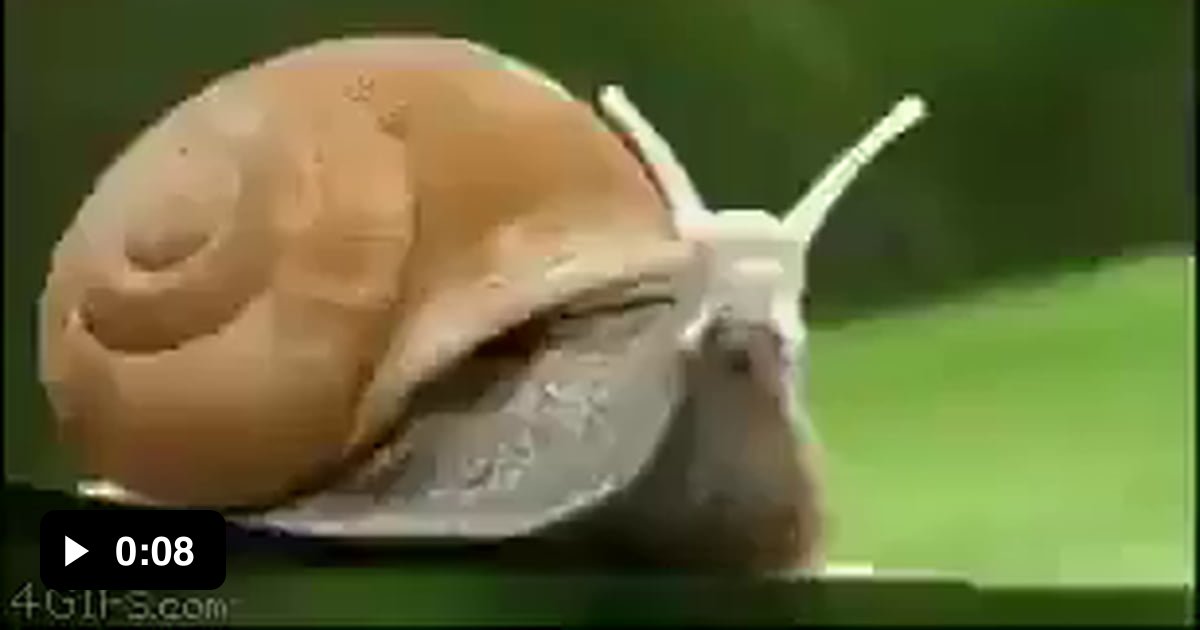 Jěřäļď: the snail of tomorrow - 9GAG