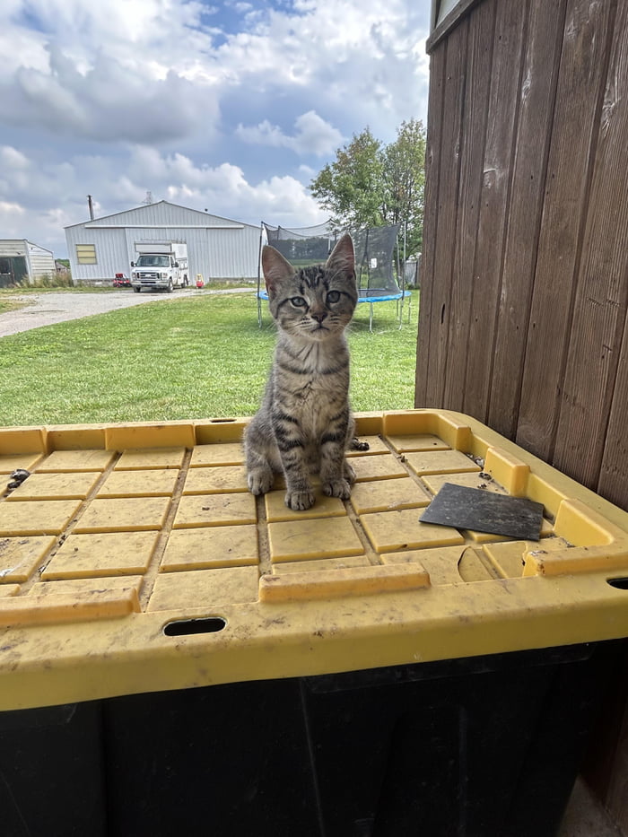 This tiny potato… - 9GAG