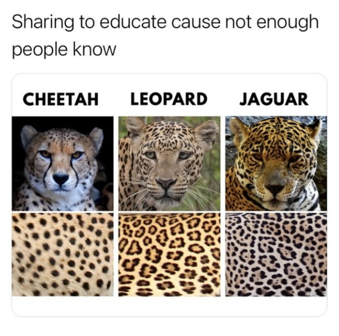 A cool guide to big cats spots patterns - 9GAG
