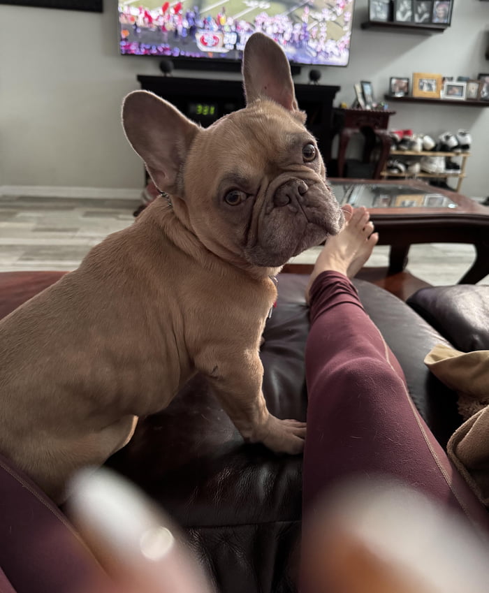 We rescued him from a breeder that should be in jail. Meet Steven. - 9GAG