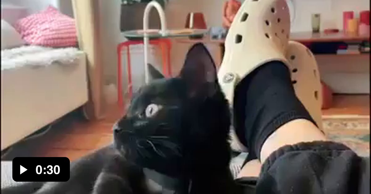 System of a Meow - 9GAG