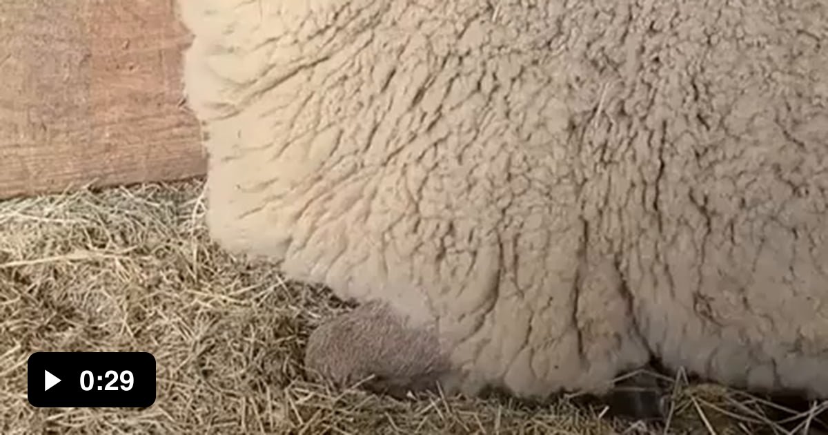 Sheep masseuse - 9GAG