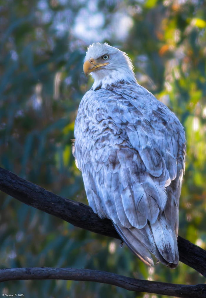 Leucistic bald eagle. 🦅 - 9GAG