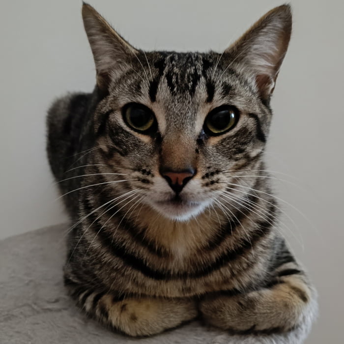 Meet Bart. A charming and lovely fellow 🐈 - 9GAG