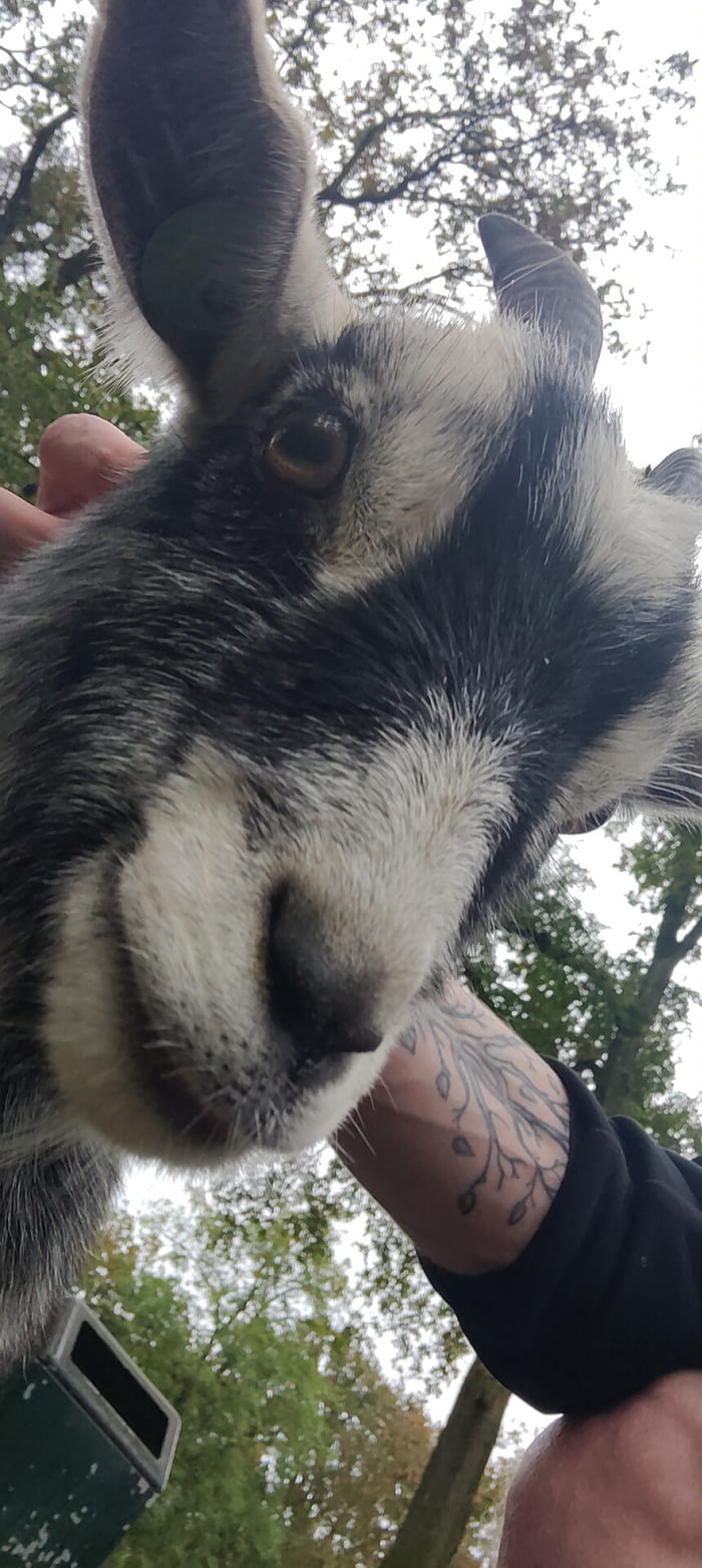 Goat to say hello - 9GAG
